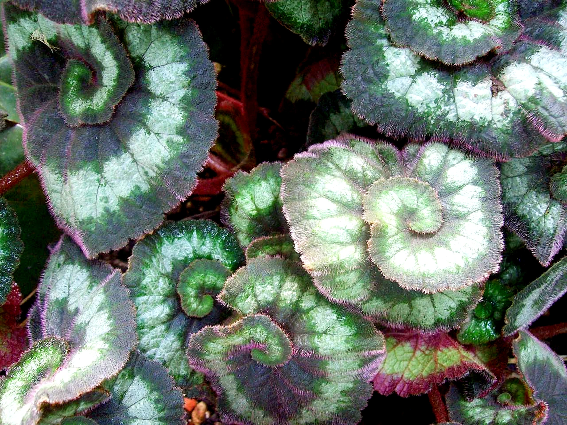 Rex Begonia Plant: Complete Care Guide | Plantly