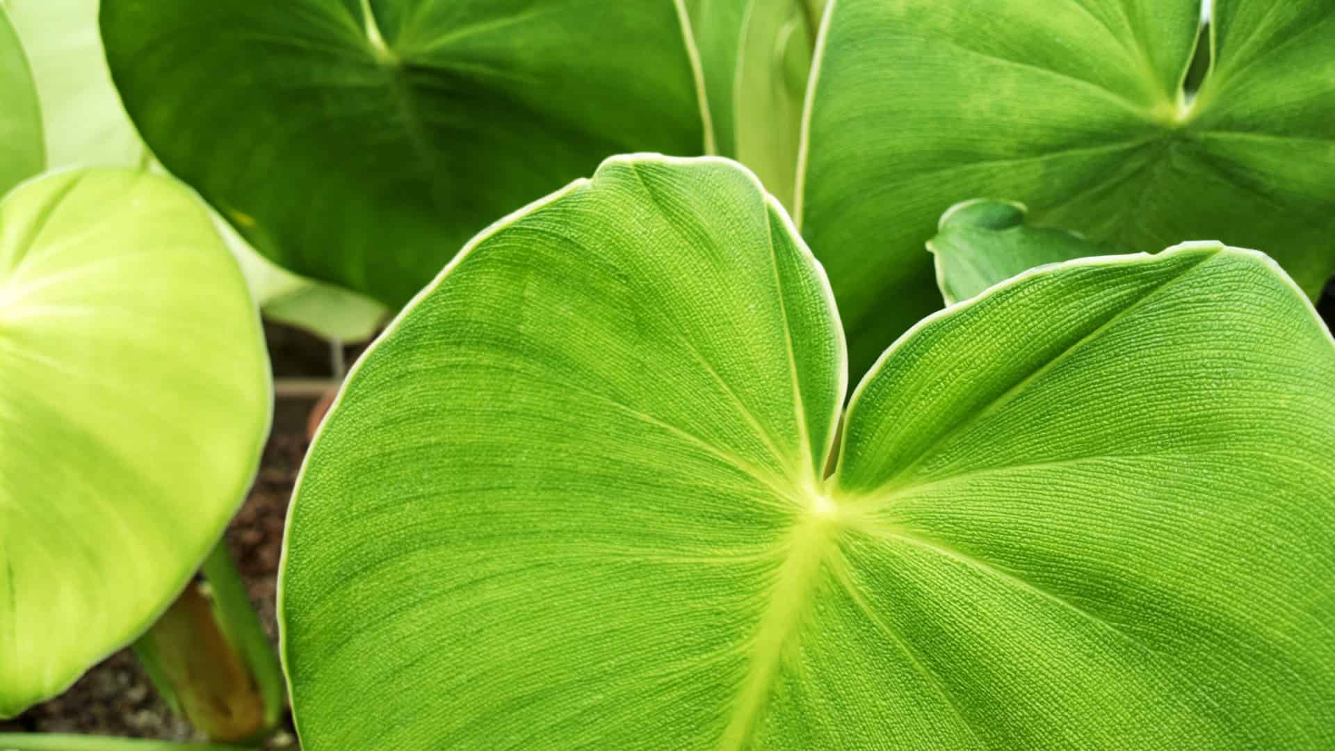 Philodendron Rugosum Plant Care | Plantly