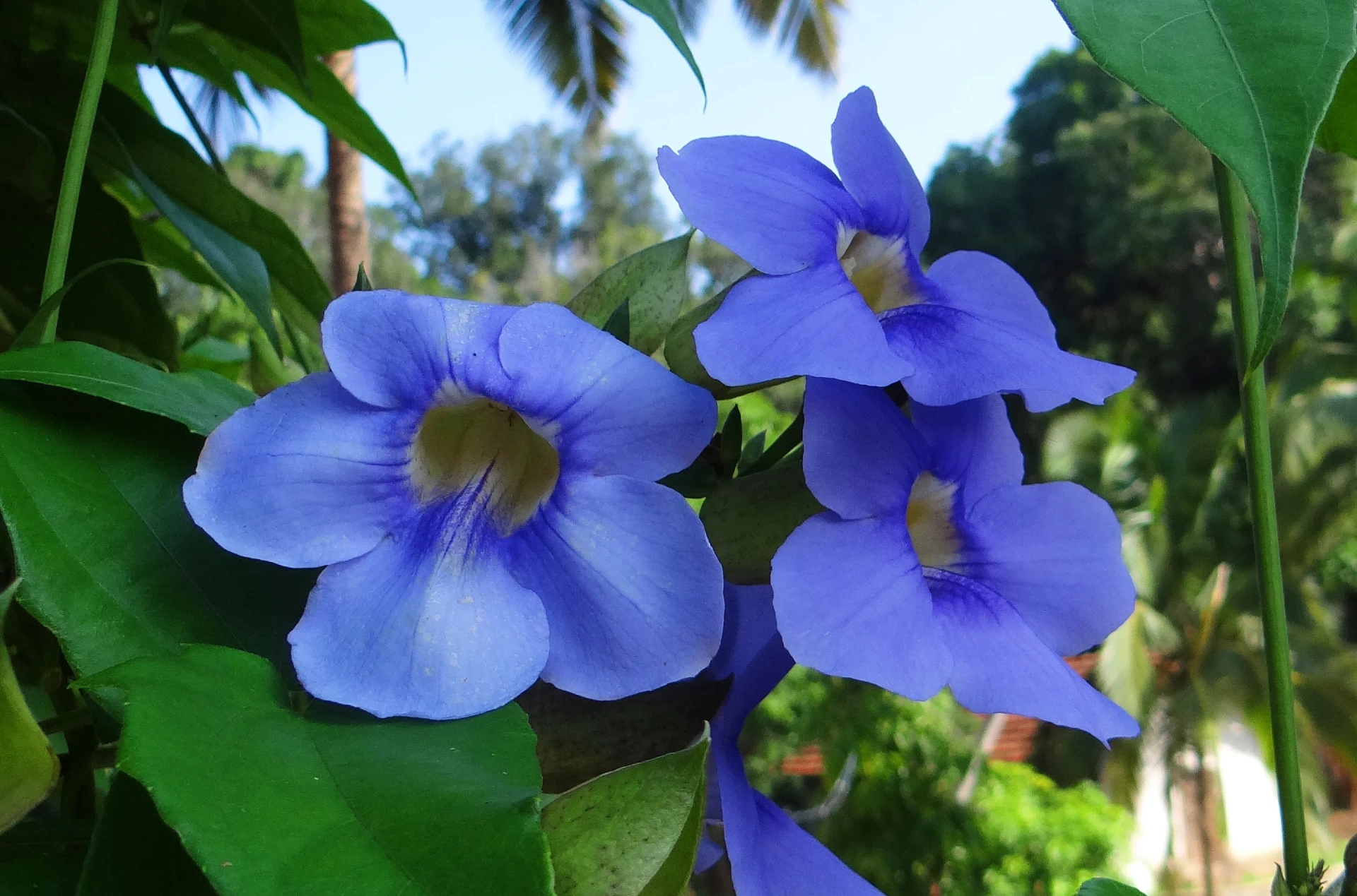 Thunbergia Plant Care | Plantly