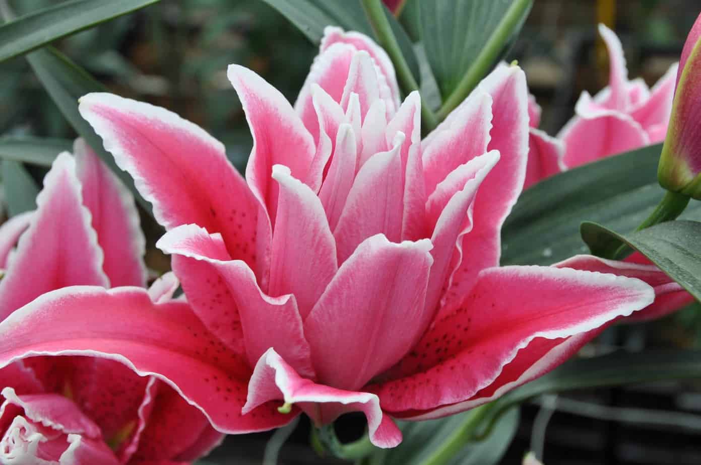 Lily 'Roselily' Samantha Plant Care Guide | Plantly