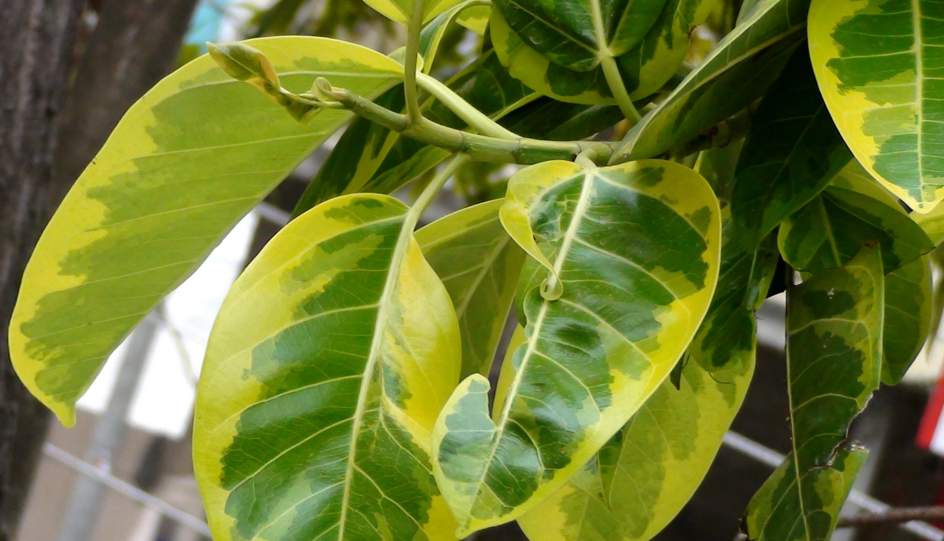 Ficus Altissima "Council Tree" Care Guide | Plantly