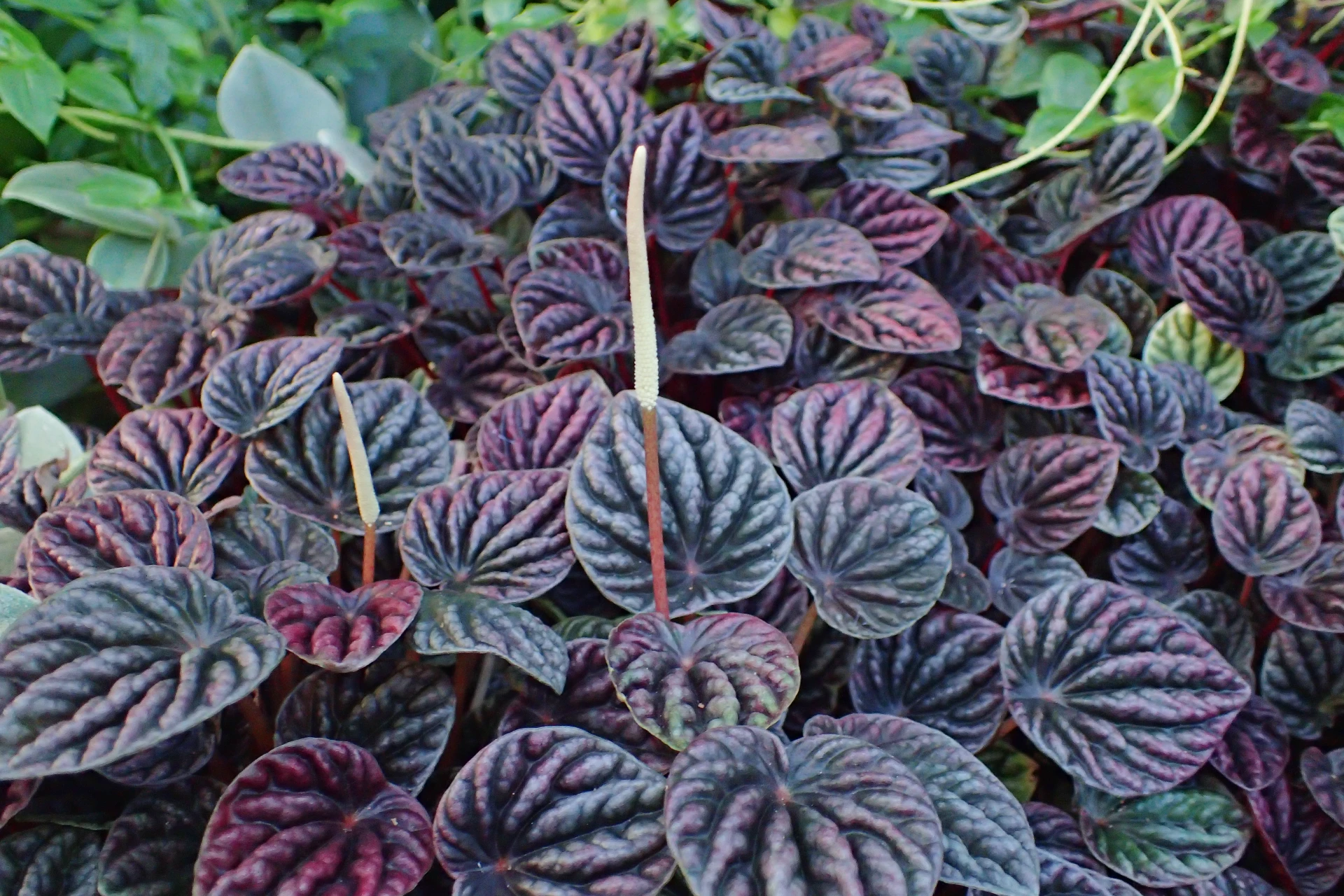 Expert Tips To Care Peperomia Caperata Plant | Plantly