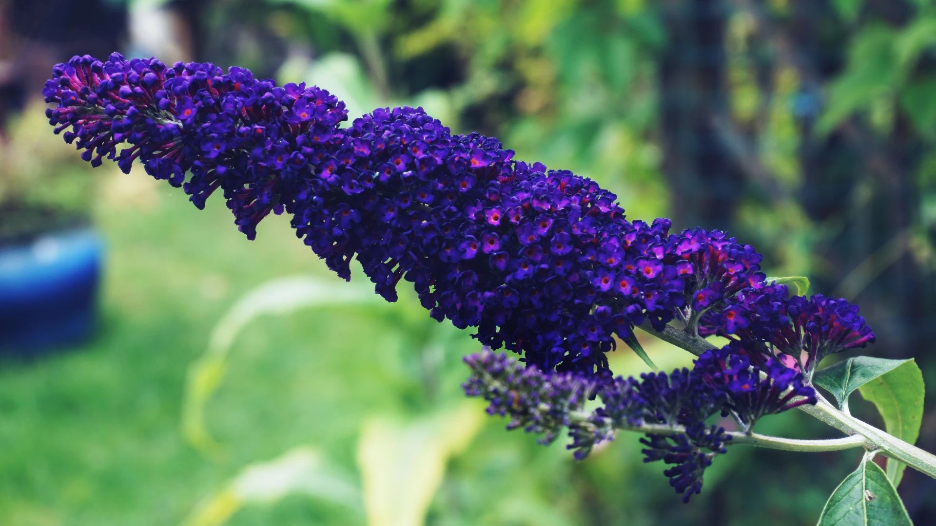 Dwarf Butterfly Bush Plant Care Plantly dwarf-butterfly-bush-plant-care-plantly