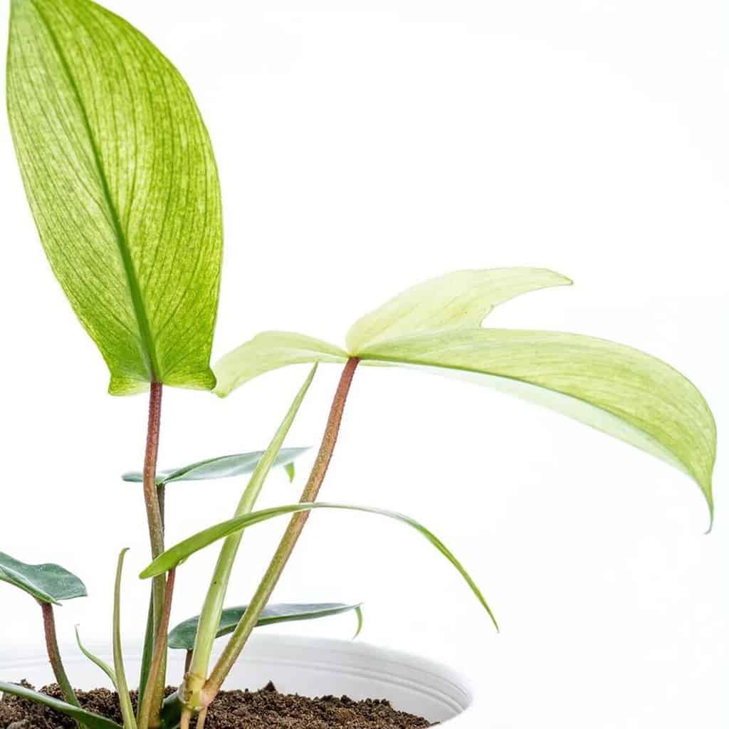 Philodendron Florida Ghost Plant Care | Plantly