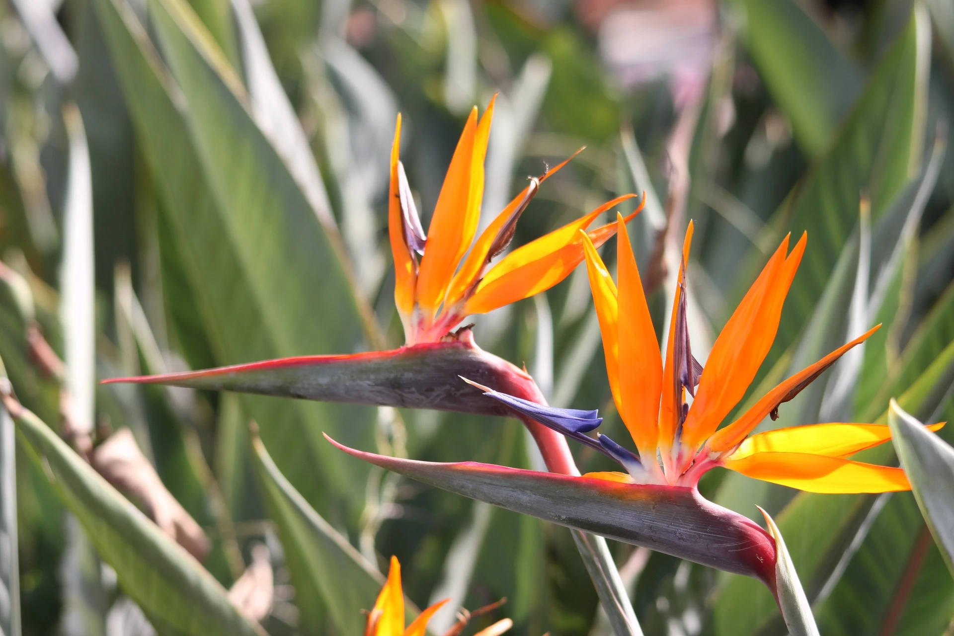Strelitzia Nicolai Care: Giant White Bird of Paradise | Plantly