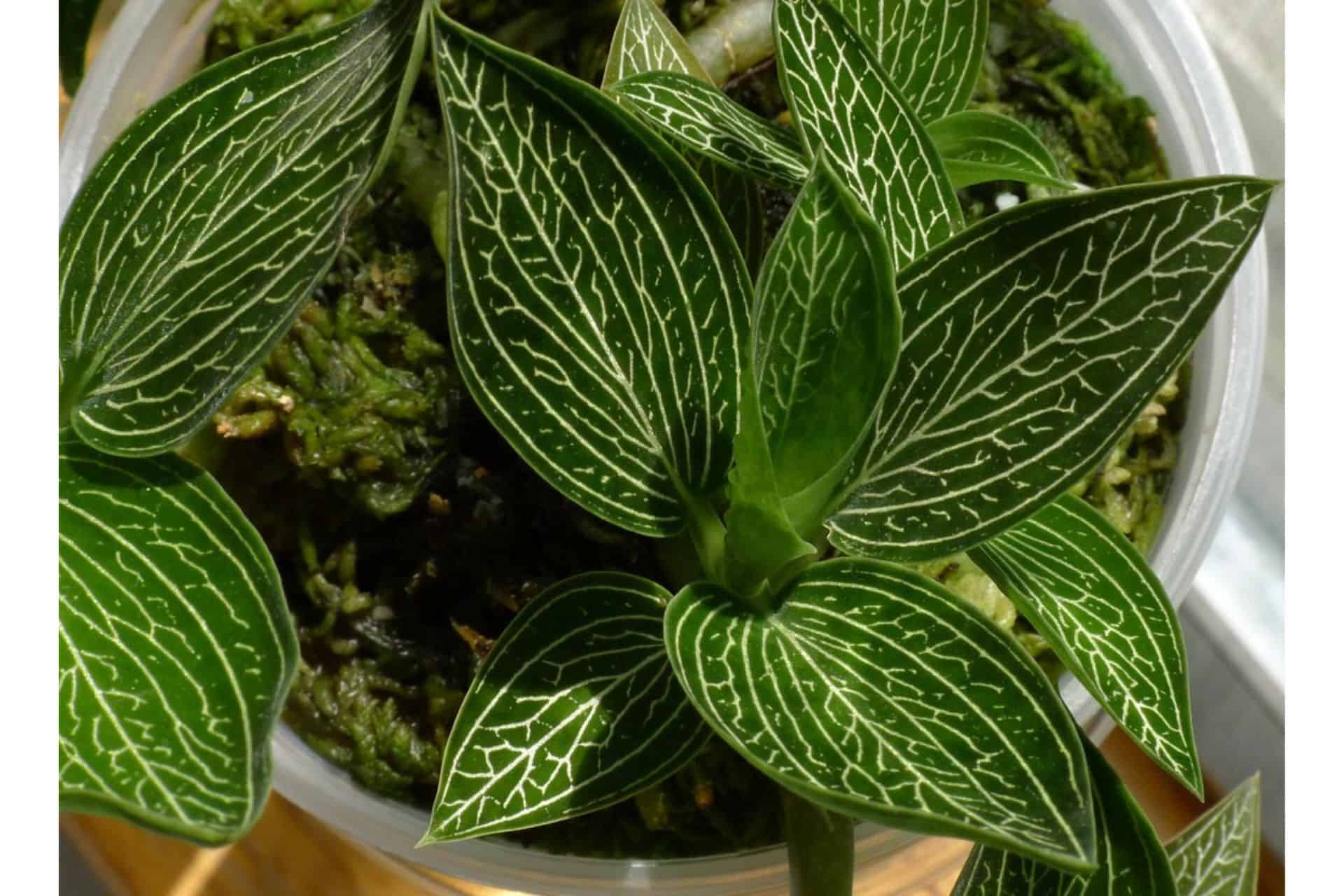 Jewel Orchid Plant Care & Growing Guide | Plantly