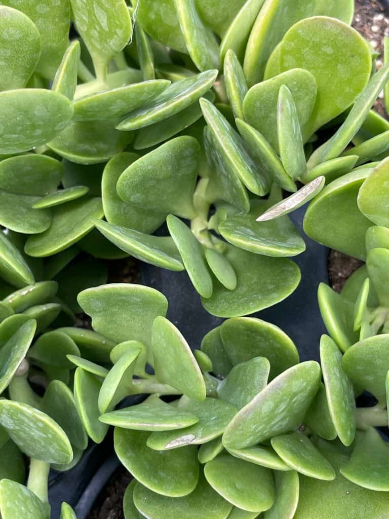 Miniature Golden Jade Tree | Plantly