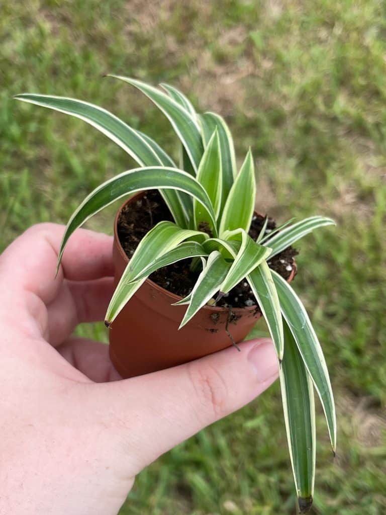 Limited Spider Plant | Chlorophytum Comosum | Plantly