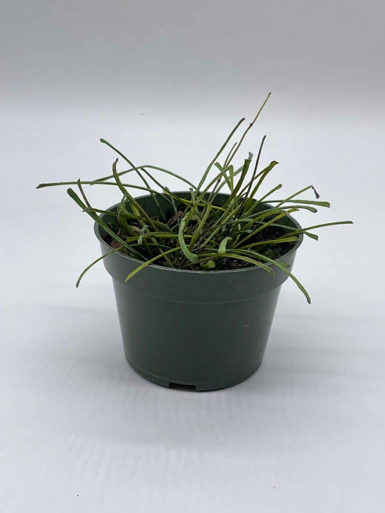 Hoya Retusa | Fuzzy Stems | Wax Plant | Wax Vine | Plantly