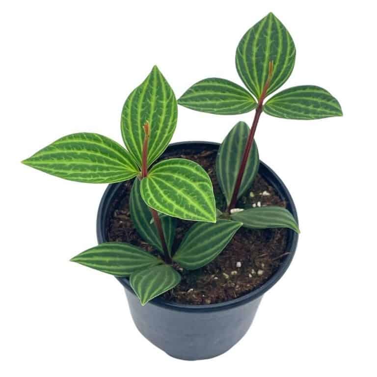 Dracaena Warneckii Plant Care Guide | Plantly