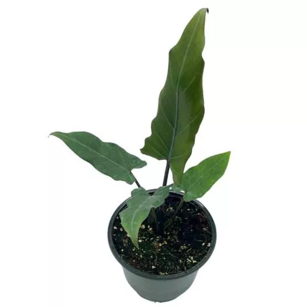 Kurapia Grass Care & Growing Guide | Plantly