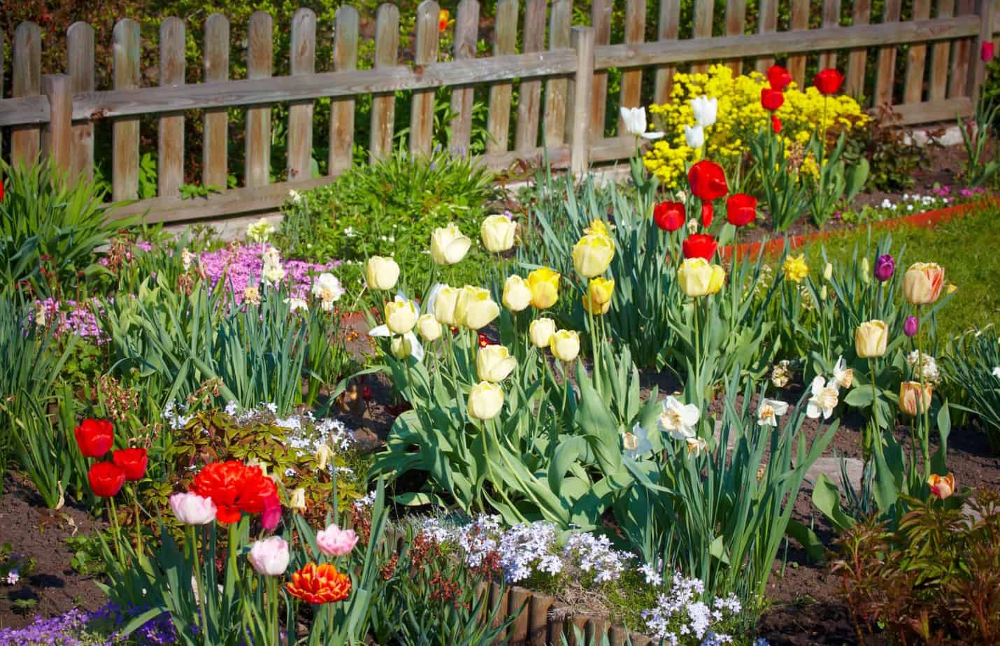 Welcoming Spring With These Flowers | Plantly