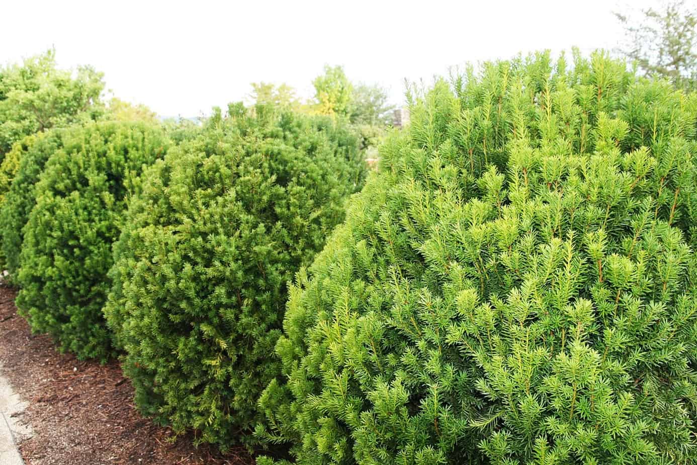 Hicks Yew Plant Care | Plantly