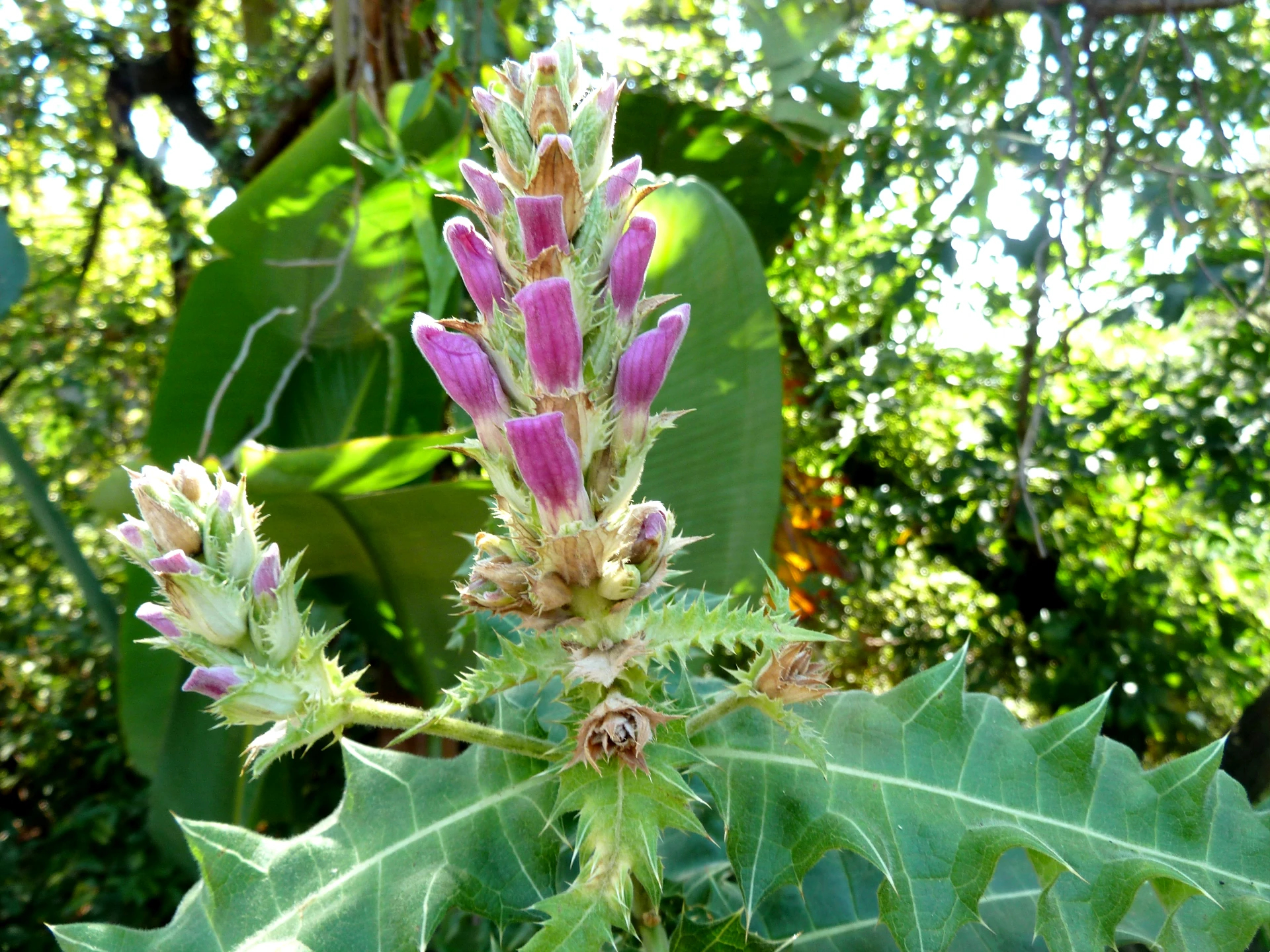 Acanthus Plant Summer Beauty Care Guide | Plantly