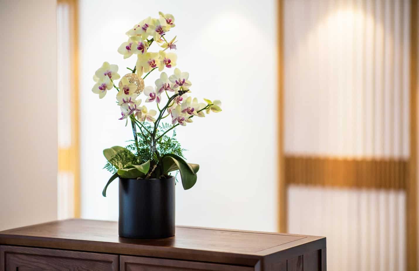 A Guide Of Dead Orchid Signs | Plantly