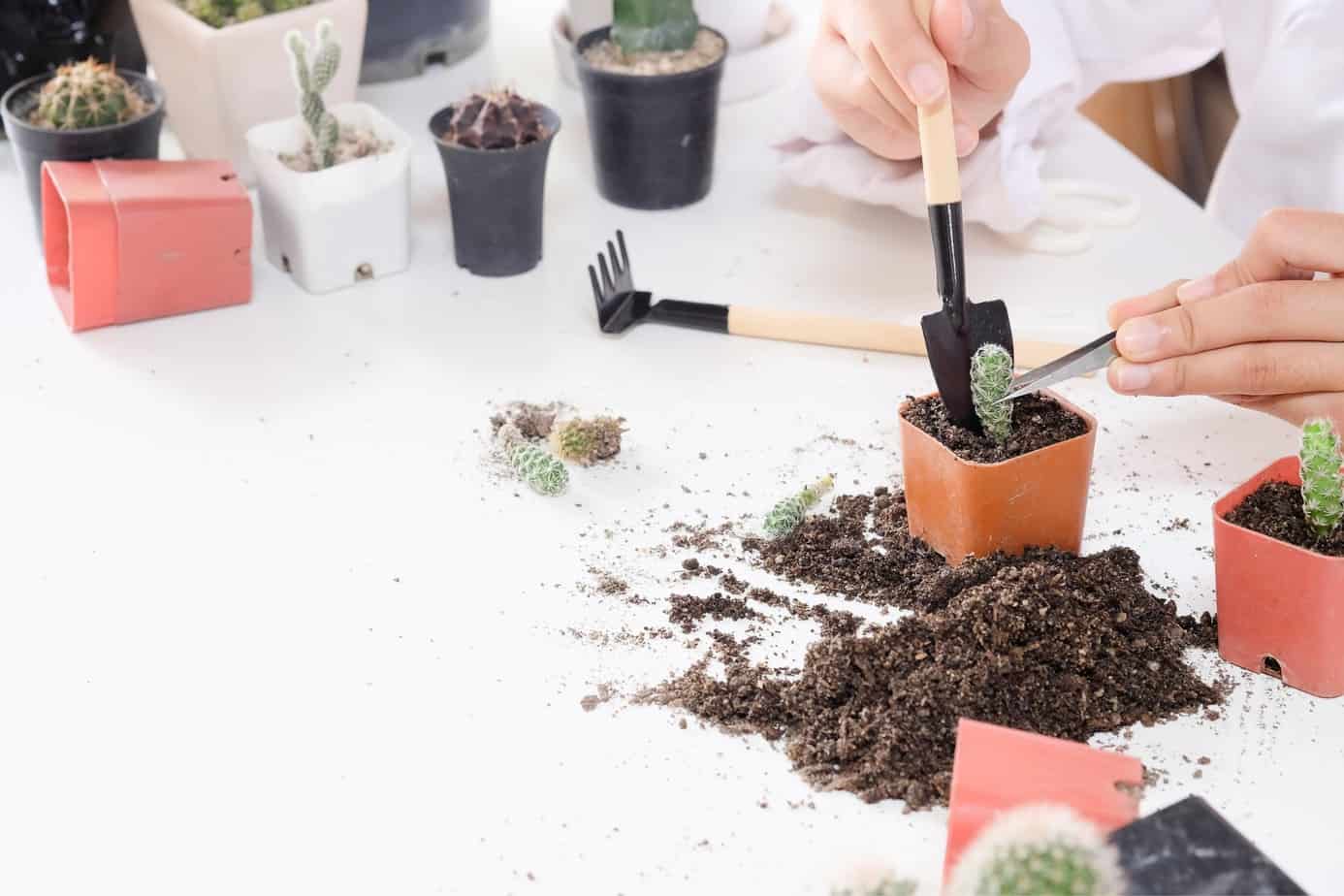 How to Propagate Cactus? Step-by-Step Guide | Plantly