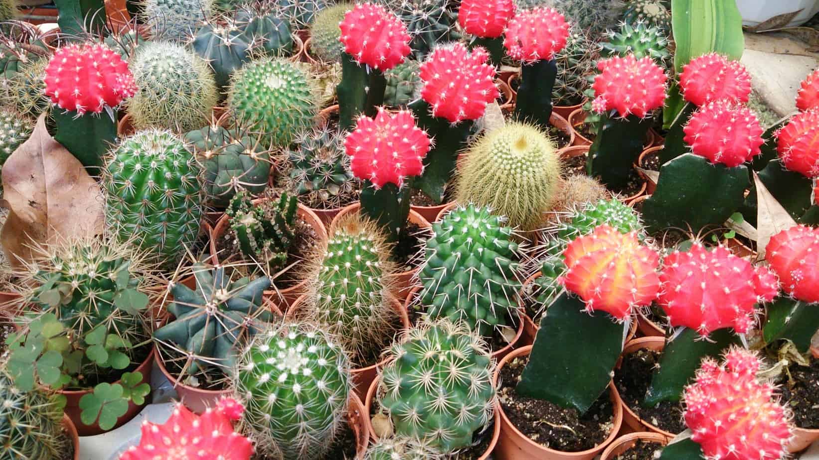 How to Make Your Cactus Soil? | Plantly