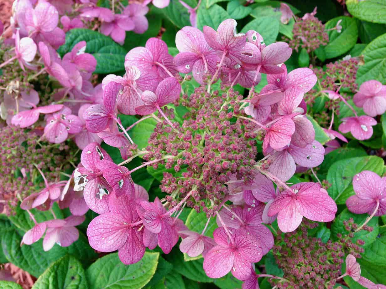 Quickfire Hydrangea Plant Care | Plantly