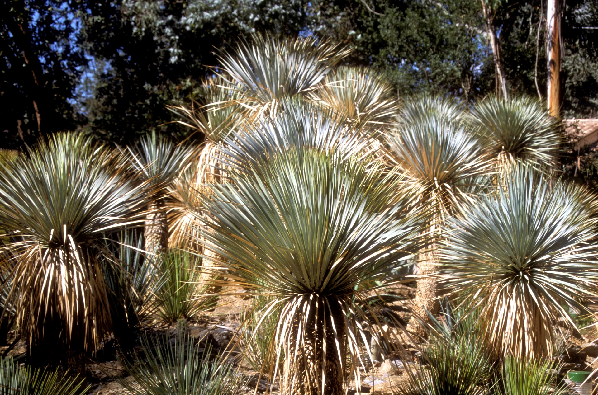 Yucca Rostrata Plant Care Guide | Plantly