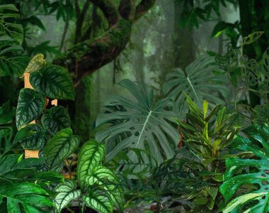 Calathea lutea Plant Care and Complete Growing Guide