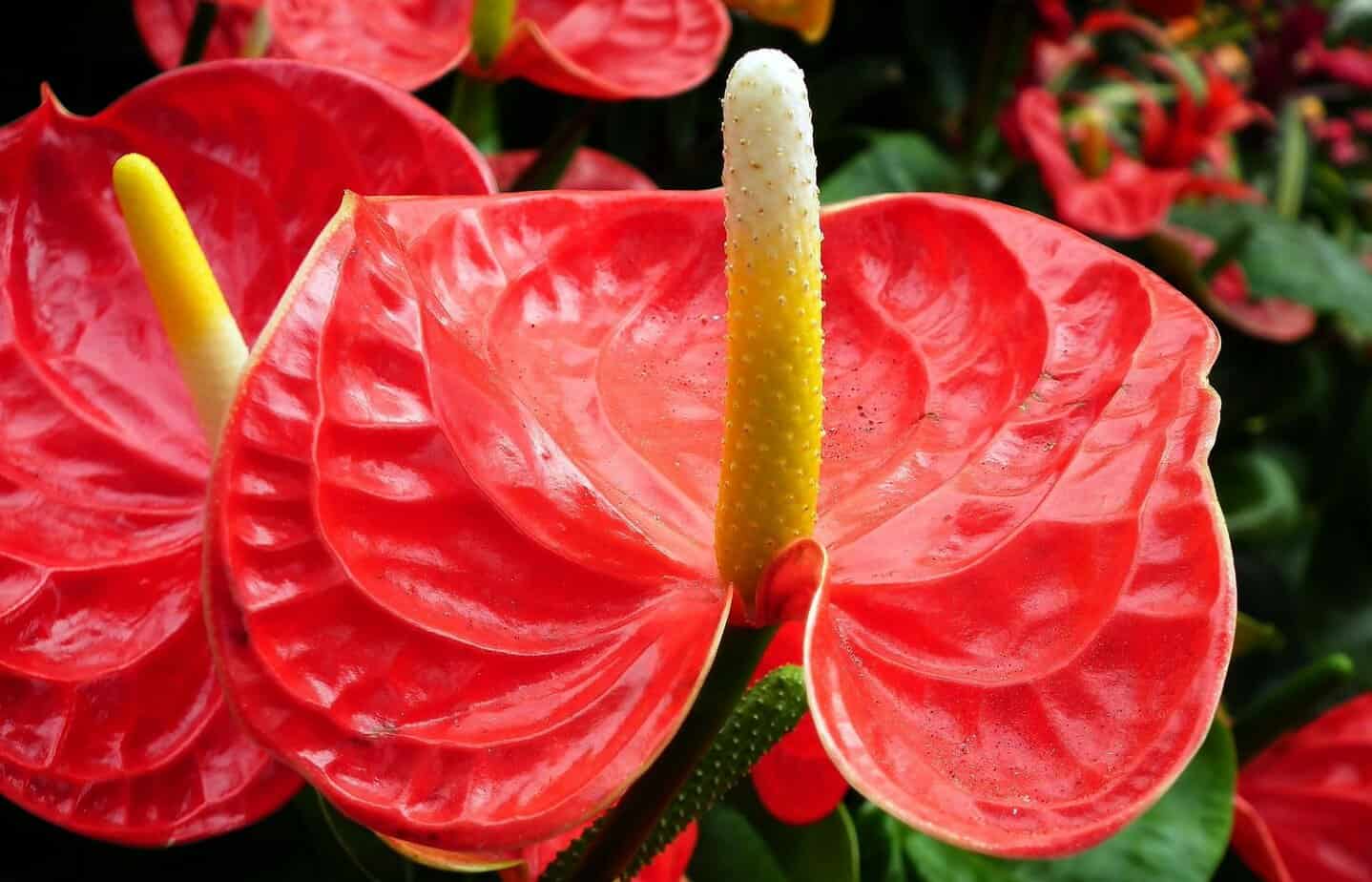 Anthurium Plant Care | Plantly