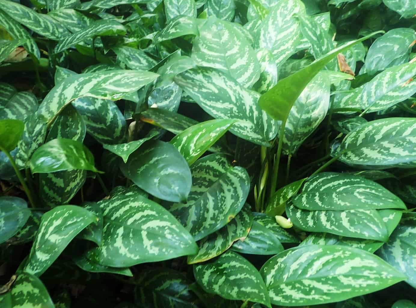 How to Care Aglaonema commutatum Plant | Plantly
