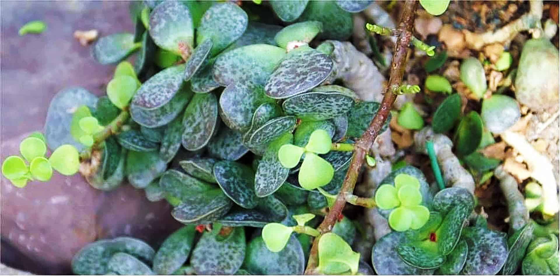 Calico Hearts Plant Care Guide | Plantly