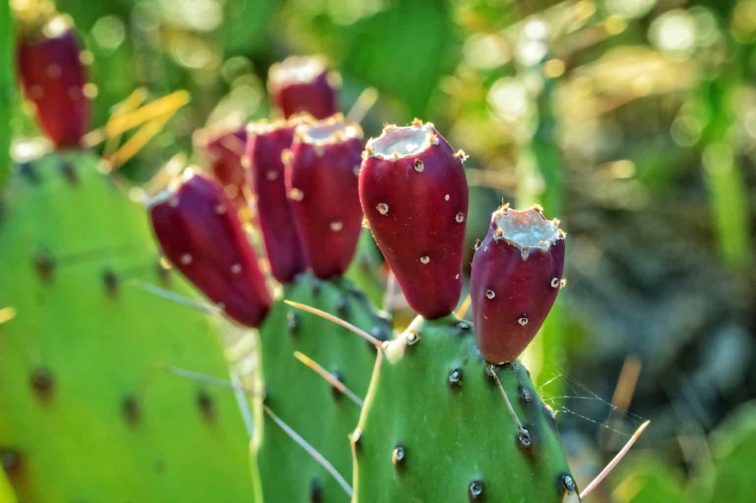 Expert Tips To Take Care Prickly Pear Cactus | Plantly