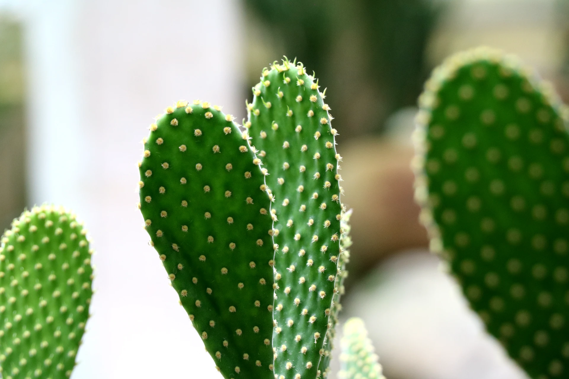 Bunny Ears Cactus Plant Care Guide | Plantly
