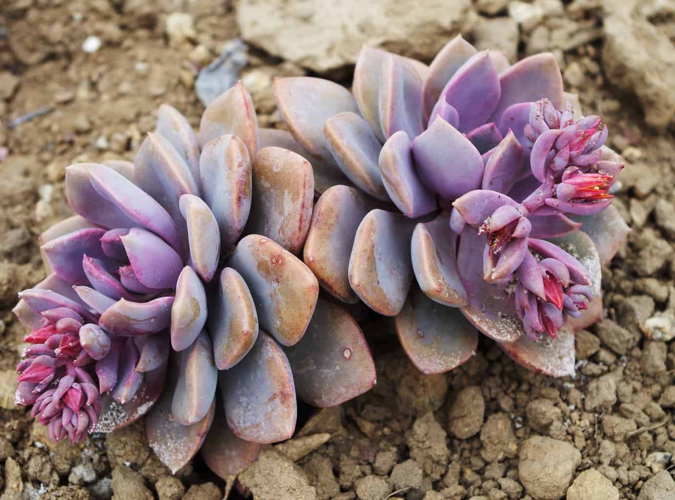 Ultimate Guide to Care of Topsy Debbie Succulent | Plantly