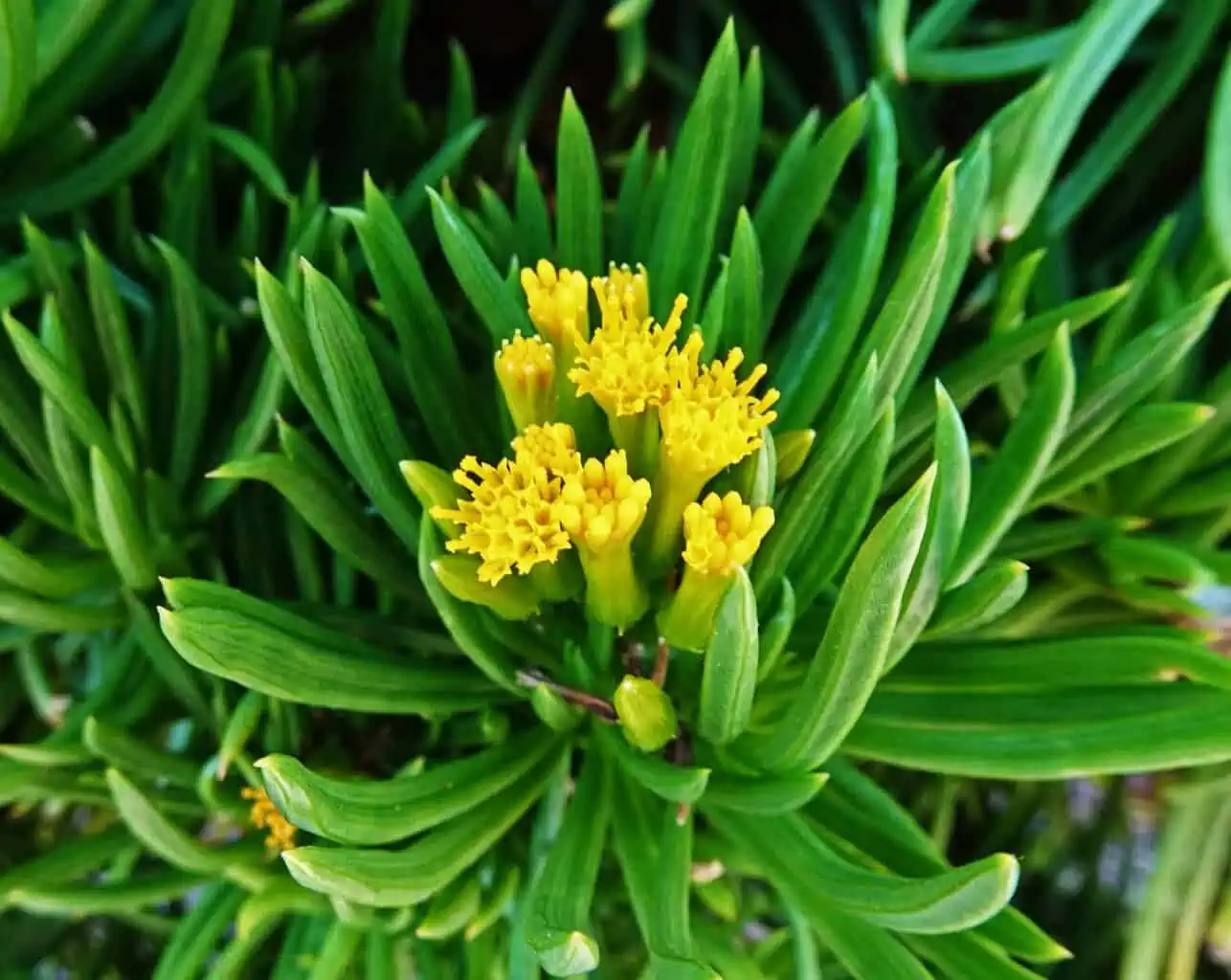 How To Care for Succulent Bush Senecio | Plantly