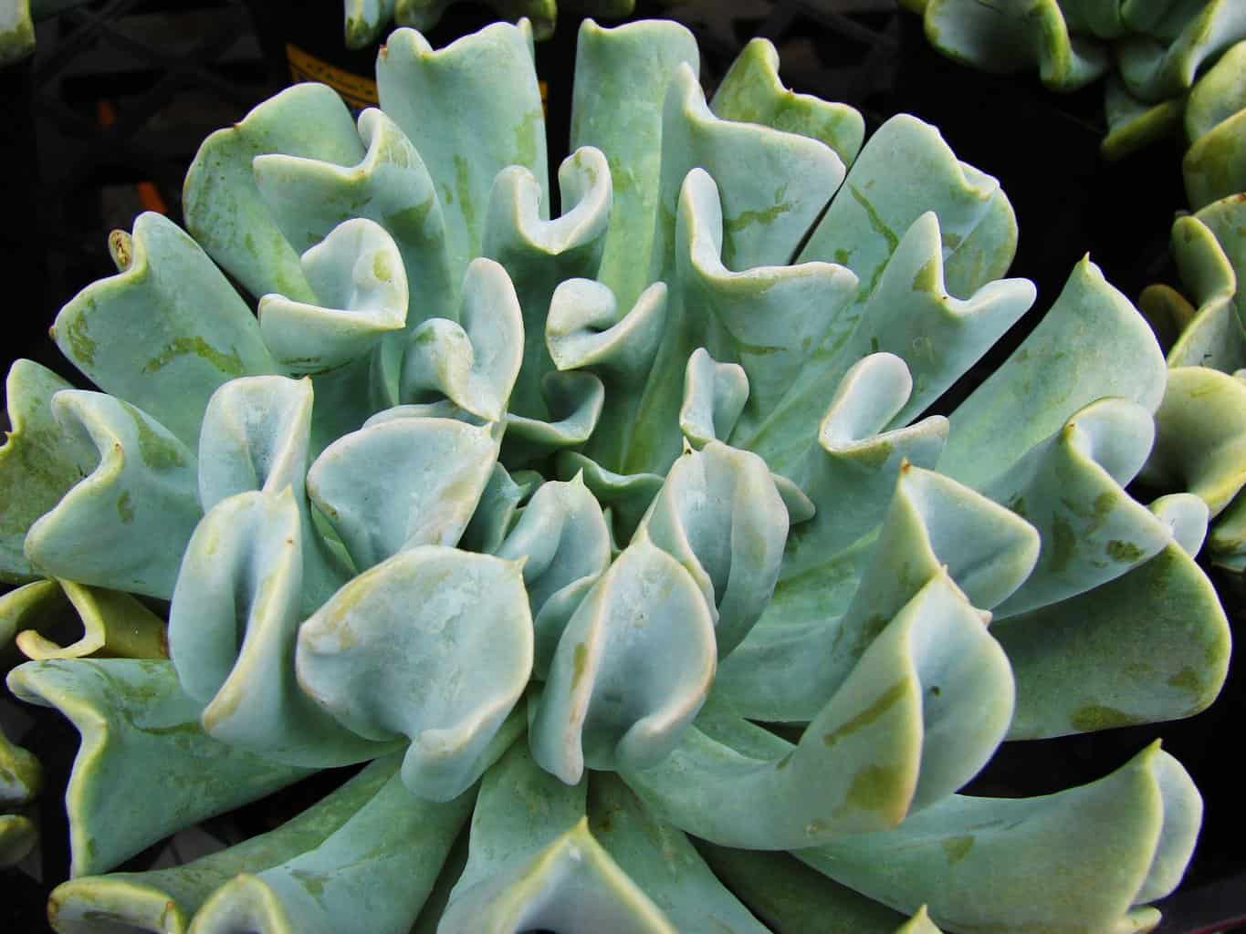 Topsy Turvy Plant Care | Plantly