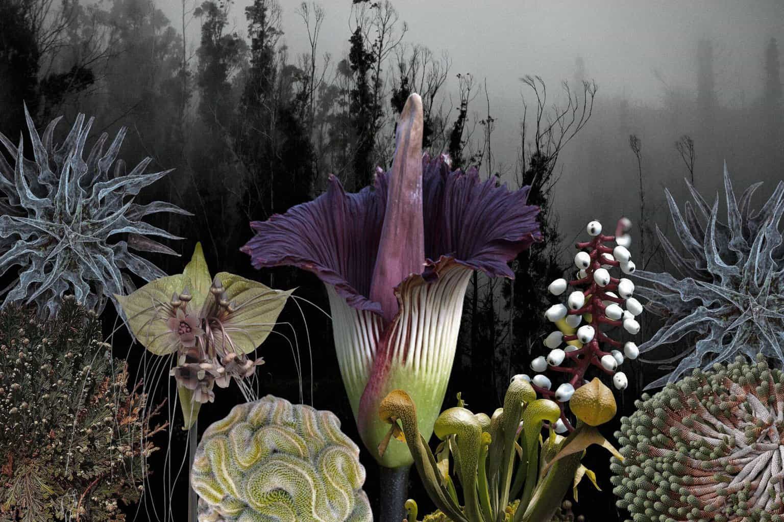 Creepy looking Houseplants | Plantly