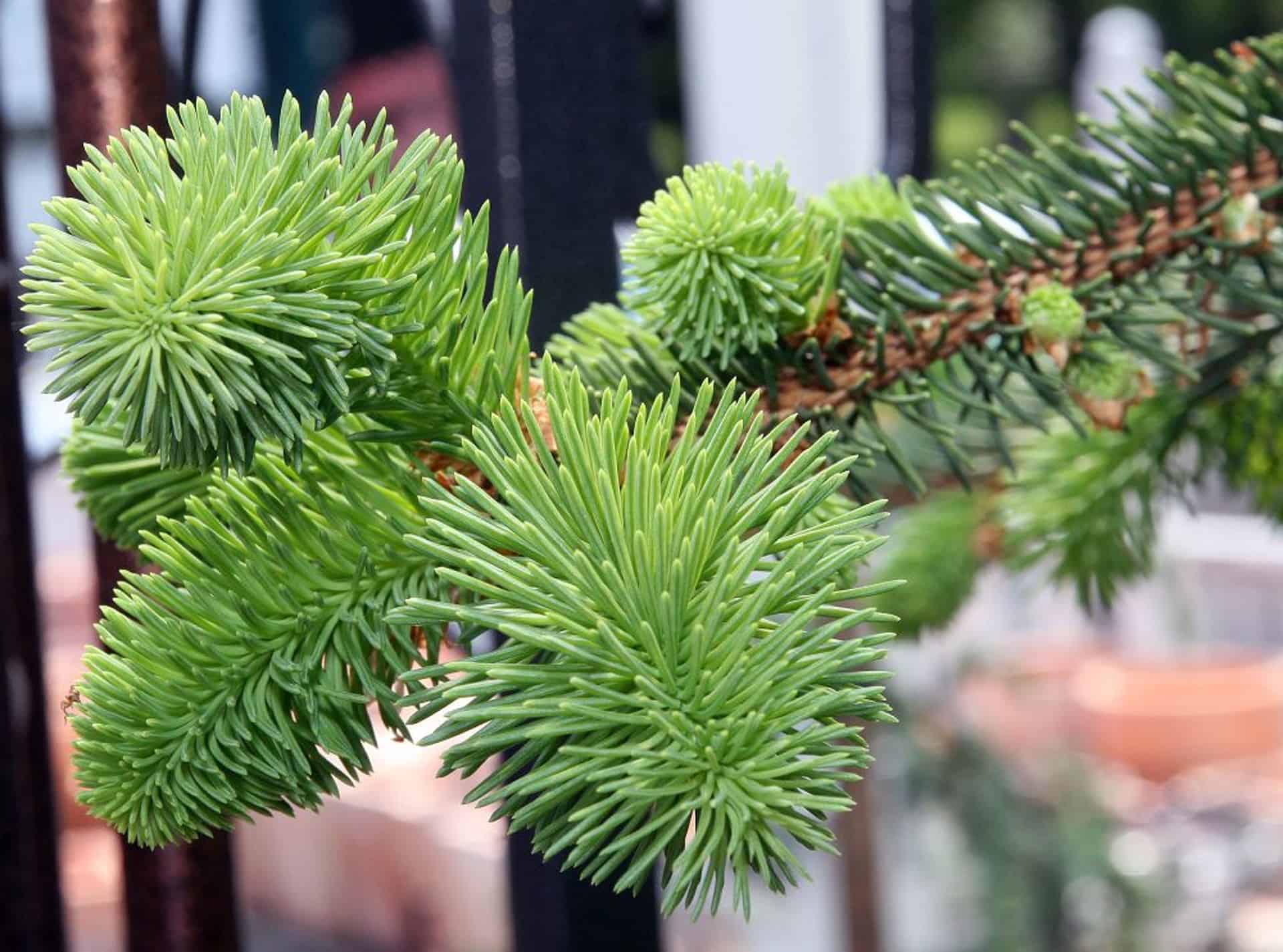 Are Black Hill Spruce Bad For Dogs