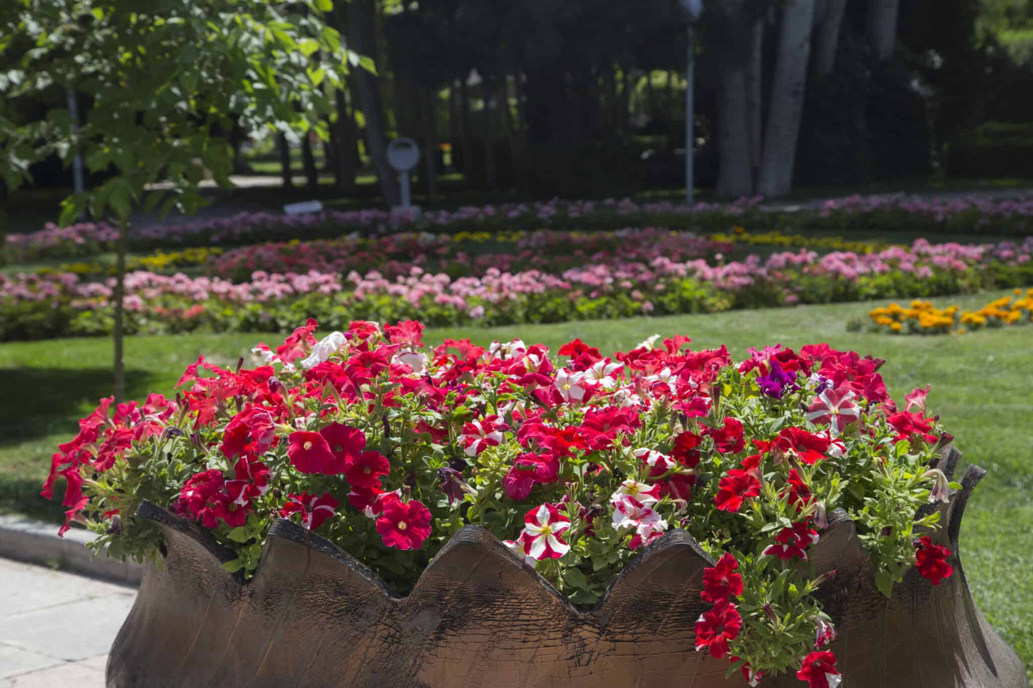 Flower Carpet Roses Care: A Vigorous Rose | Plantly