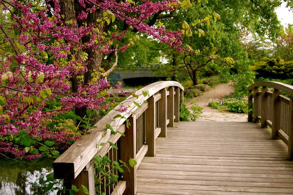 Olbrich Botanical Gardens: Everything You Need To Know | Plantly