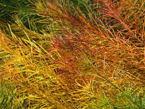 Amsonia Hubrichtii Blue Star Plant Care Guide | Plantly