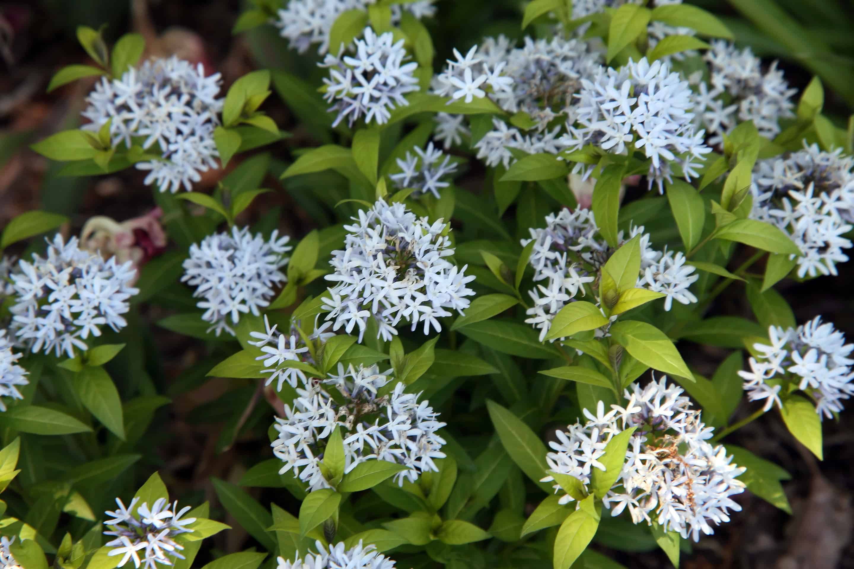 Amsonia Hubrichtii Blue Star Plant Care Guide | Plantly