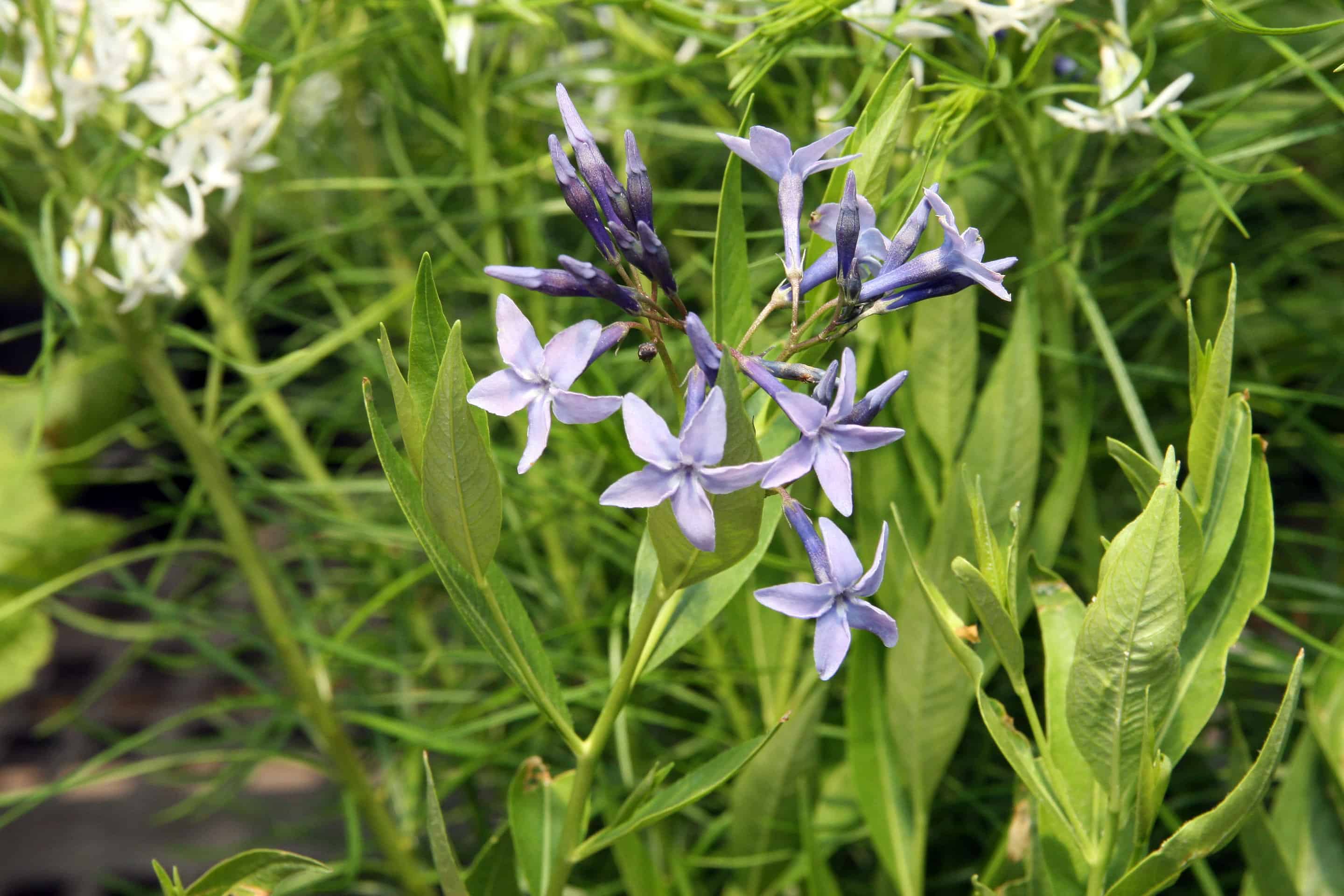 Amsonia Hubrichtii Blue Star Plant Care Guide | Plantly