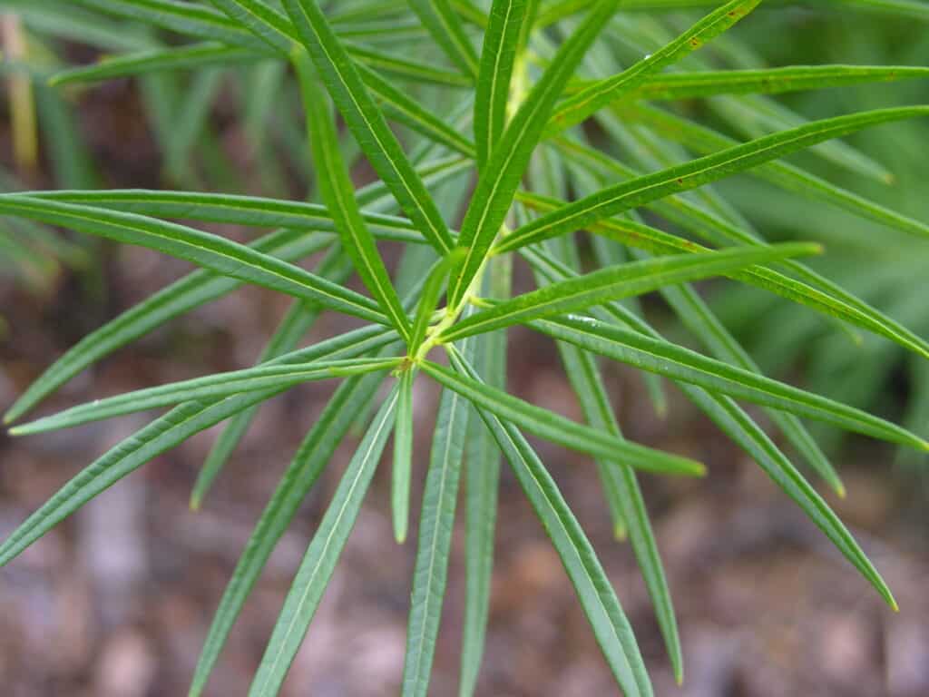 Amsonia Hubrichtii Blue Star Plant Care | Plantly