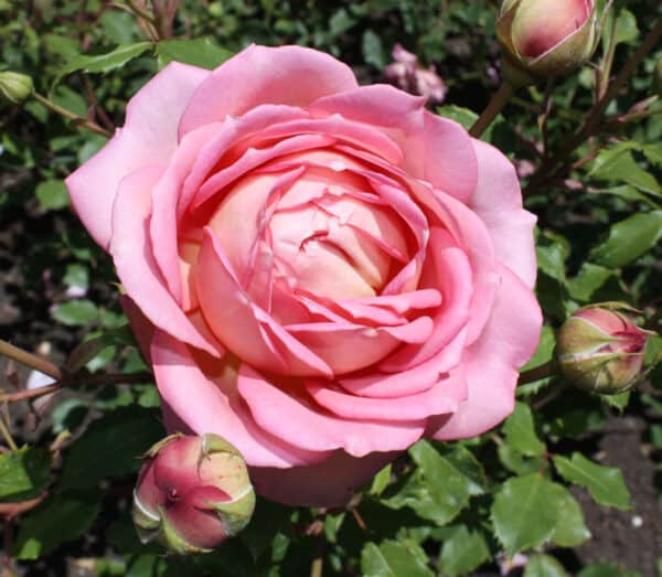 Flower Carpet Roses Care: A Vigorous Rose | Plantly