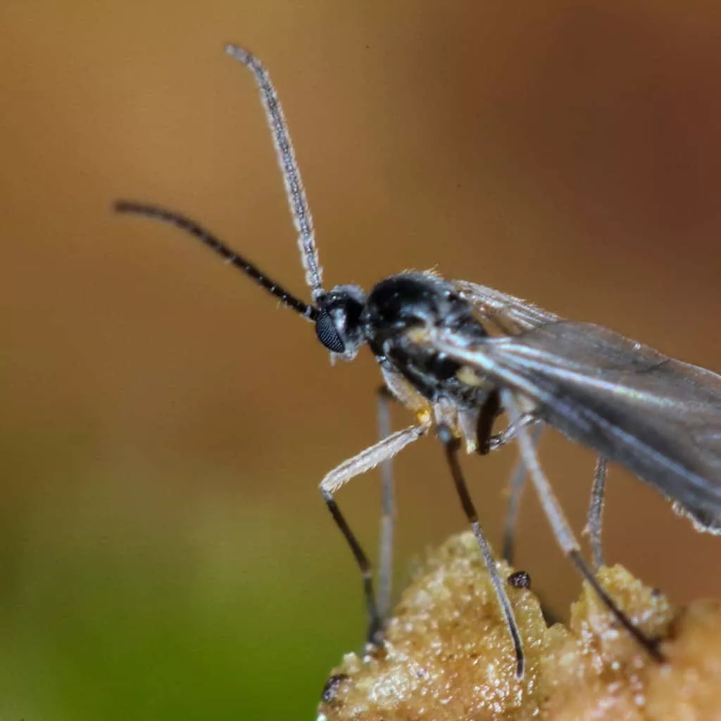 Plants, Pests and Diseases: Causes And Treatments | Plantly