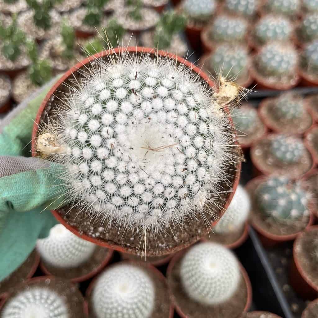 Buy Now | Notocactus scopa Cactus Plant | Plantly