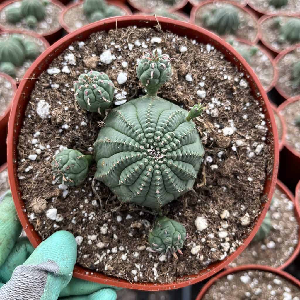 Euphorbia obesa hybrid (baseball plant) | Plantly