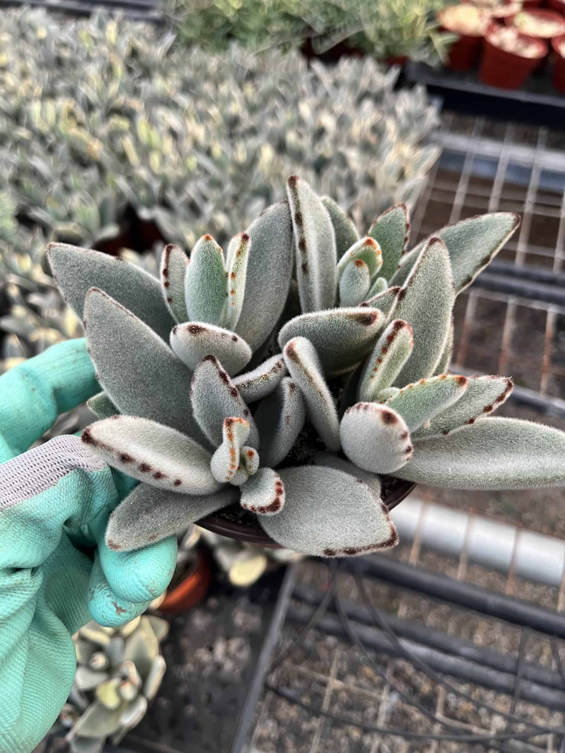 Kalanchoe tomentosa---Panda Plant | Plantly
