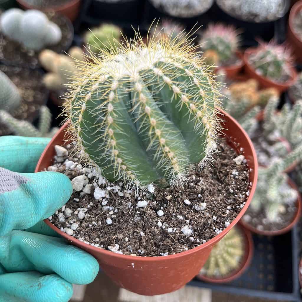 Notocactus Magnificus Balloon Cactus