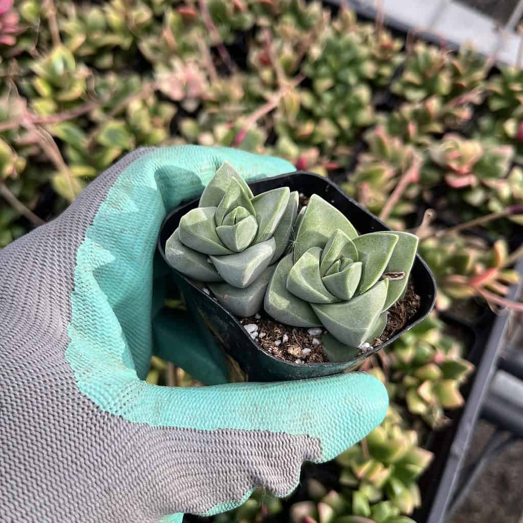 Crassula---Moonglow | Plantly