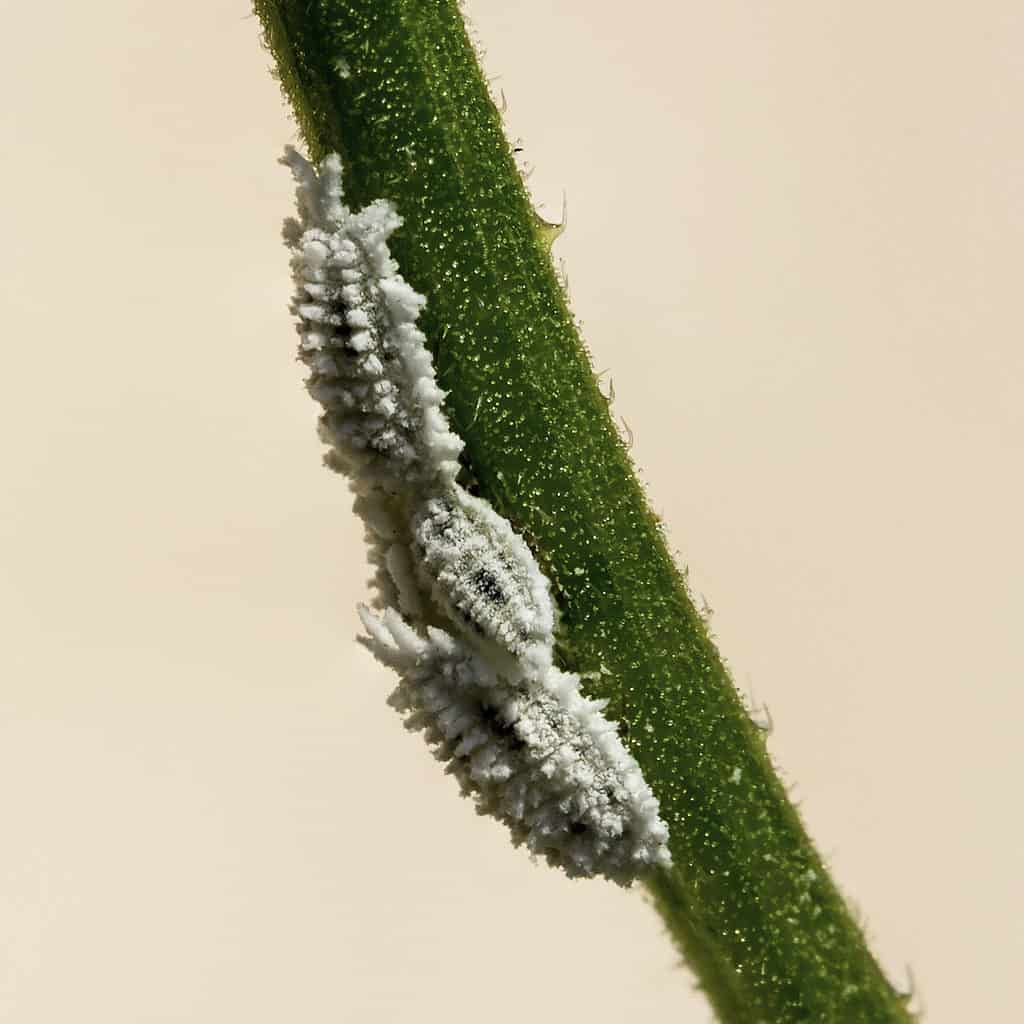 Plants, Pests and Diseases: Causes And Treatments | Plantly