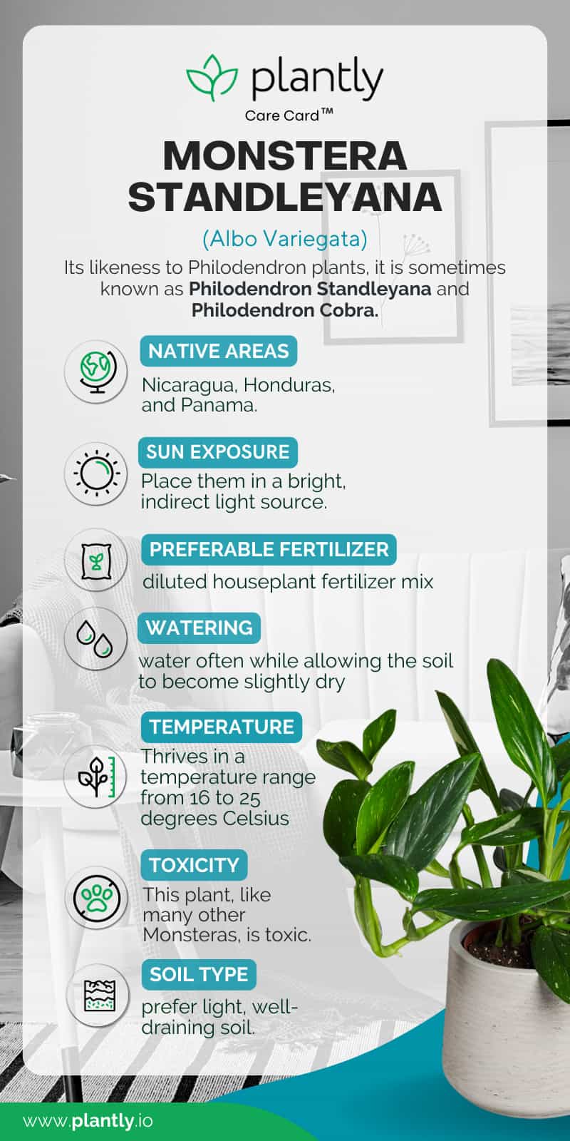 Monstera Standleyana Plant Care Complete Guide | Plantly