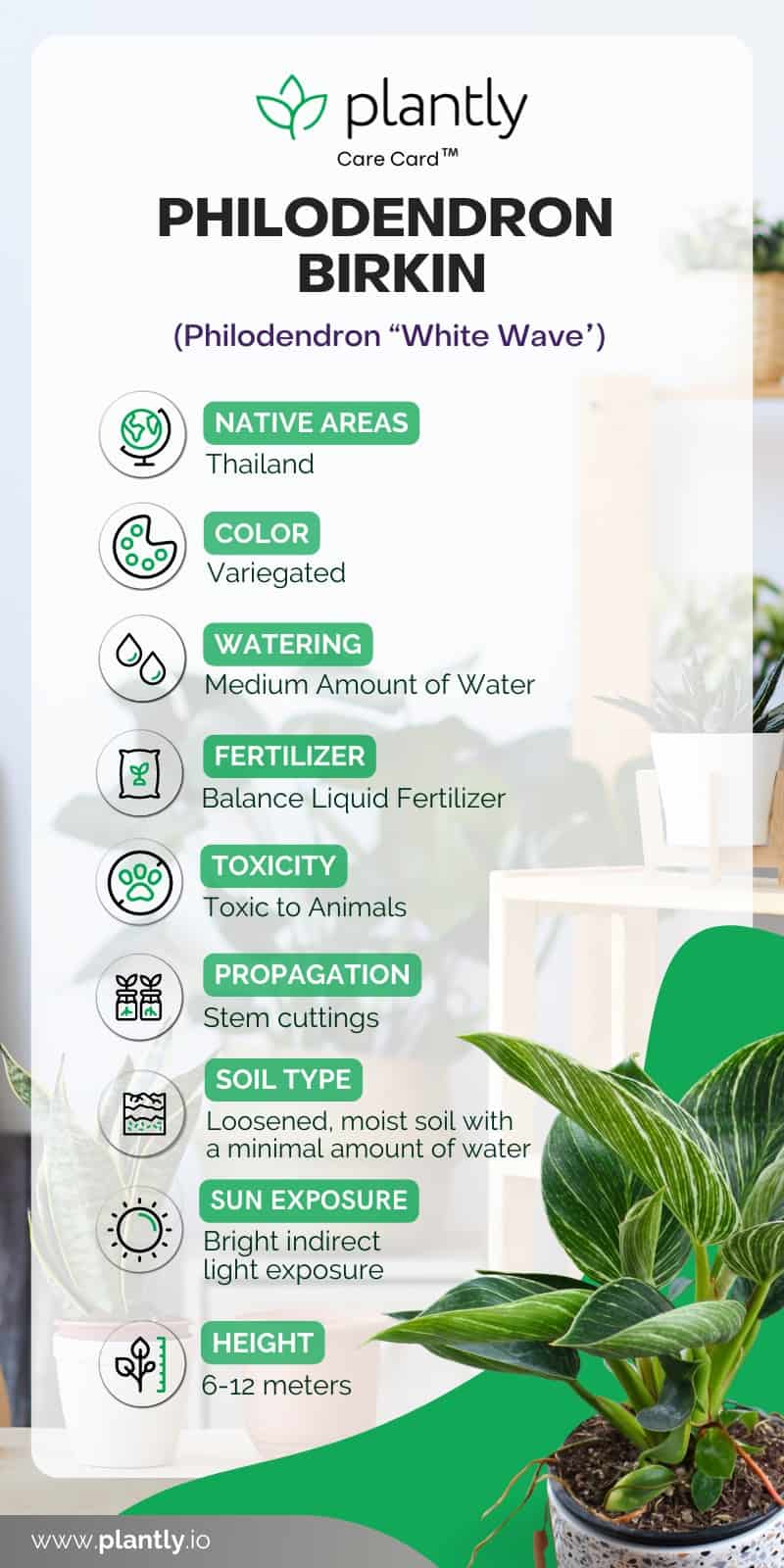 Proper Care for Philodendron Birkin | Plantly